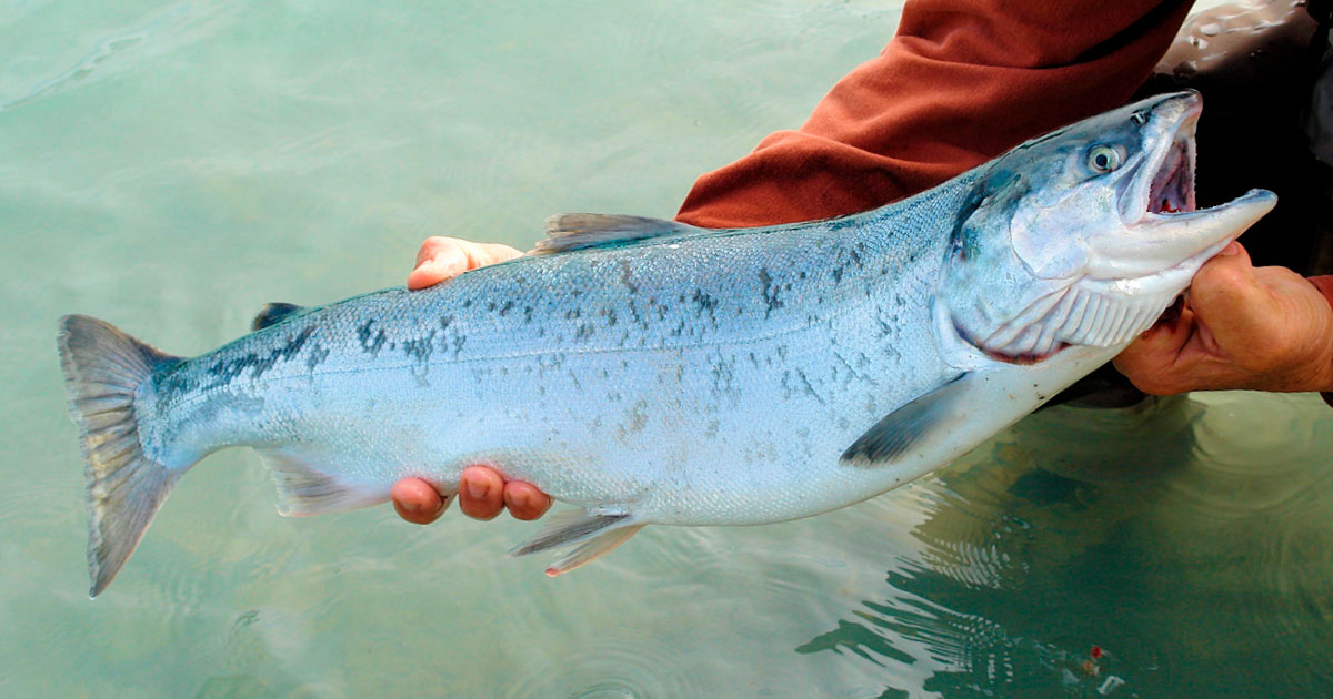 Røkt og gravet laks eller ørret samt rakfisk av fjellørret